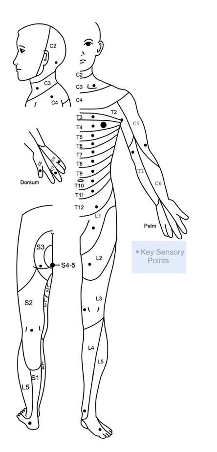ASIA Impairment Scale (AIS) - Synthèse clinique - NeuroXtrain