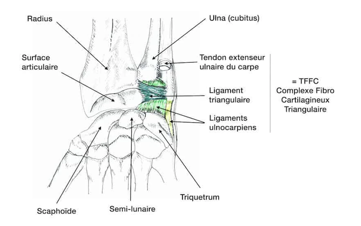 Anatomie et biomécanique du coude : structures, stabilisation et ...
